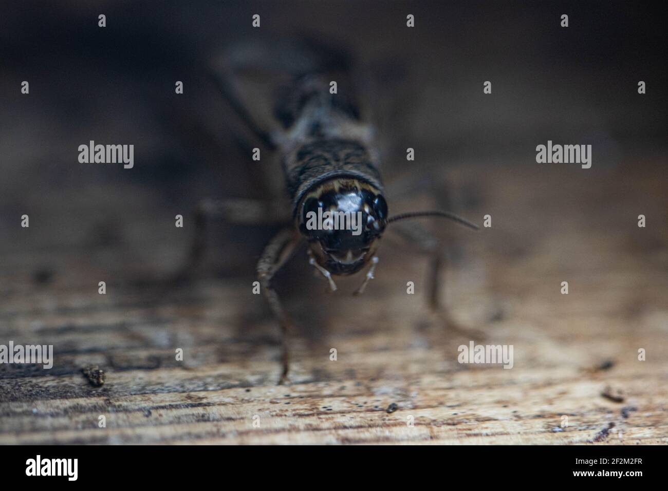 Field cricket insects close-up. Grig head with eyes. Macro Stock Photo ...