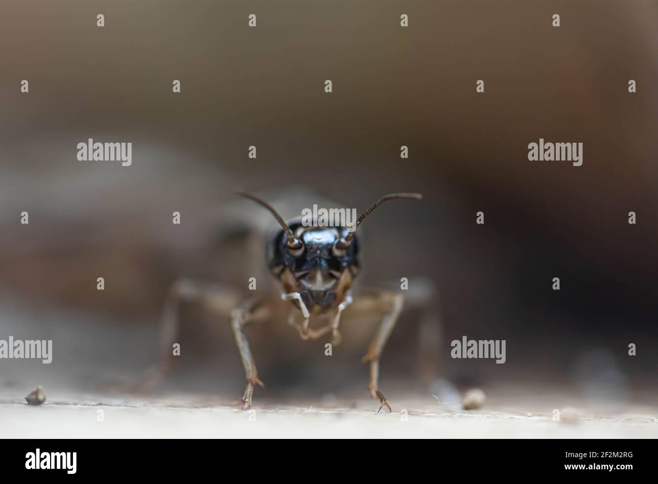 Field cricket insects close-up. Grig head with eyes. Macro Stock Photo ...