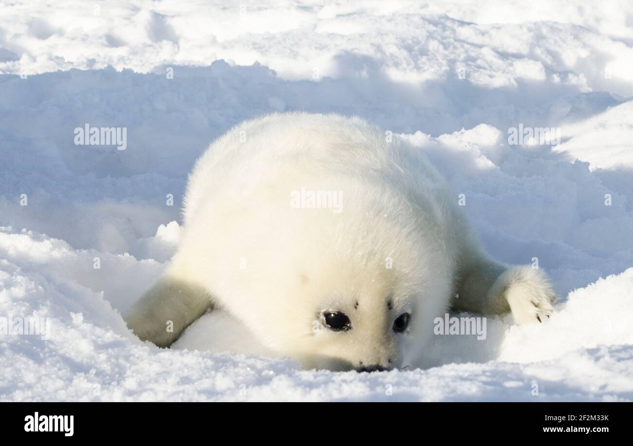 Newborn seal. Squirrel seal. White fluffy harp seal Stock Photo - Alamy