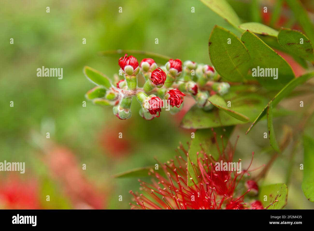 Mimosa pudica seeds hi-res stock photography and images - Alamy