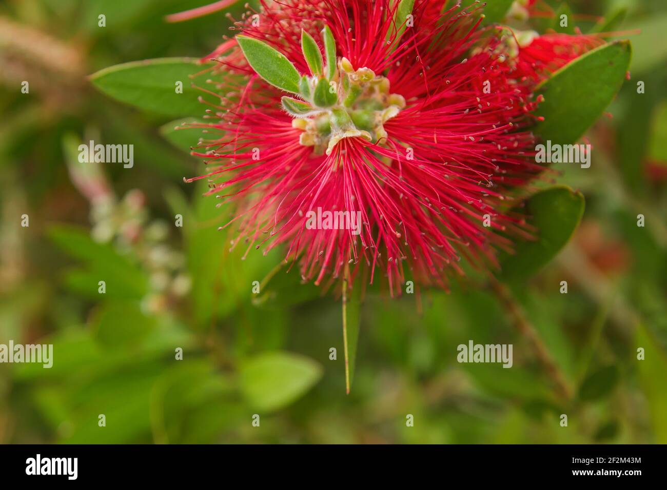 Mimosa pudica seeds hi-res stock photography and images - Alamy