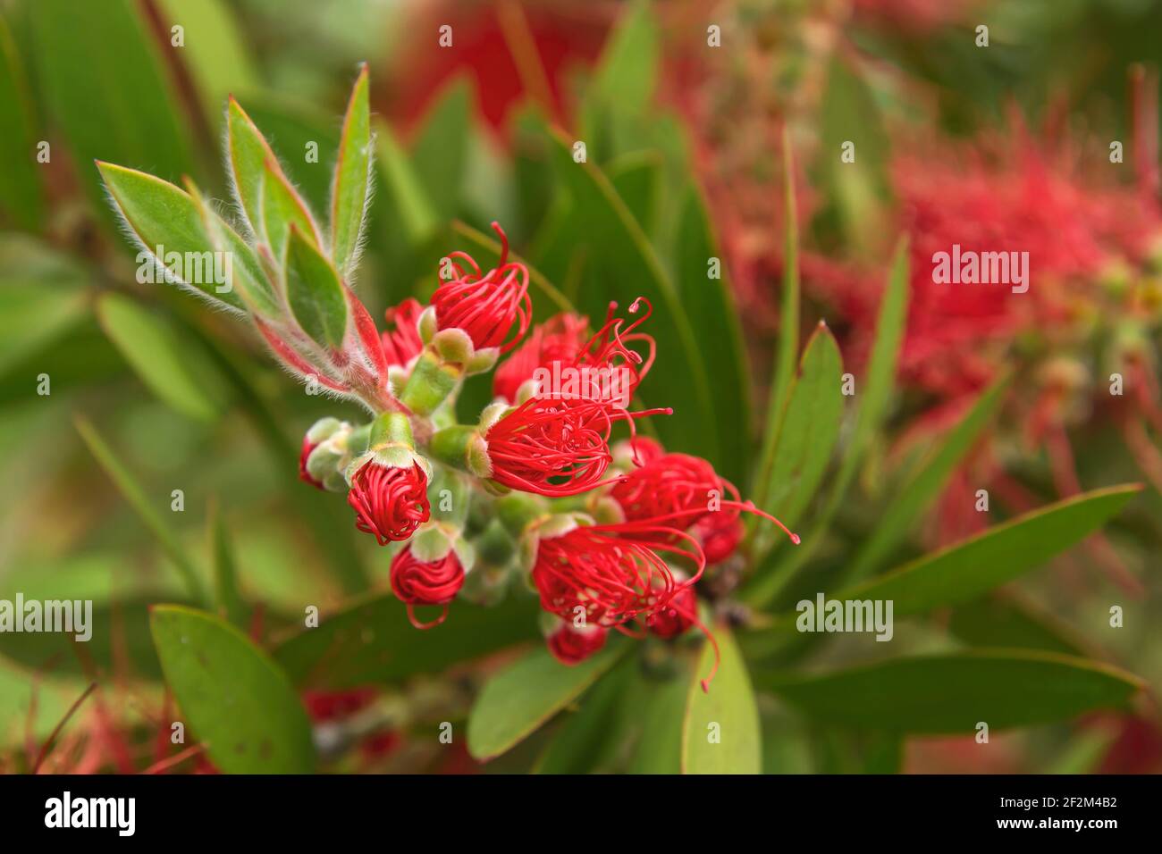 Mimosa pudica seeds hi-res stock photography and images - Alamy