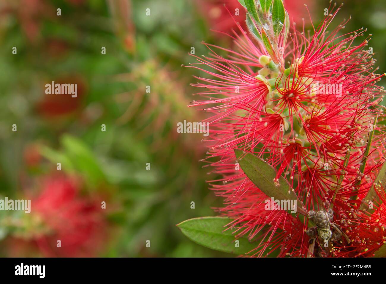 Mimosa pudica seeds hi-res stock photography and images - Alamy