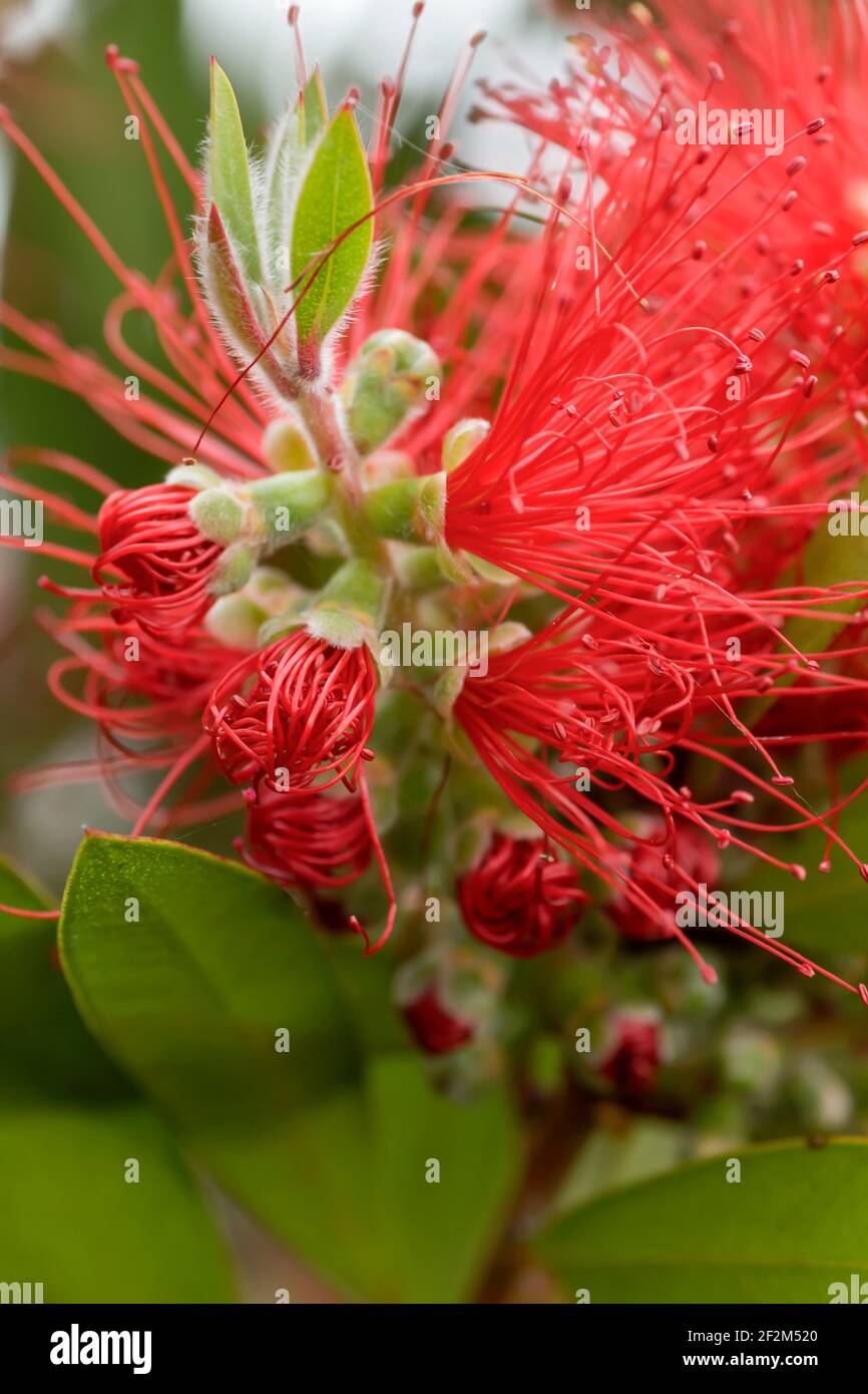 Mimosa pudica seeds hi-res stock photography and images - Alamy