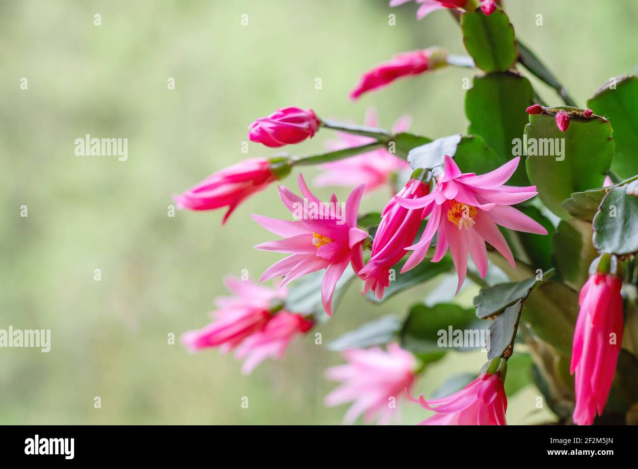 Hatiora rosea or Rose Easter Cactus succulent plant pink flowers ...