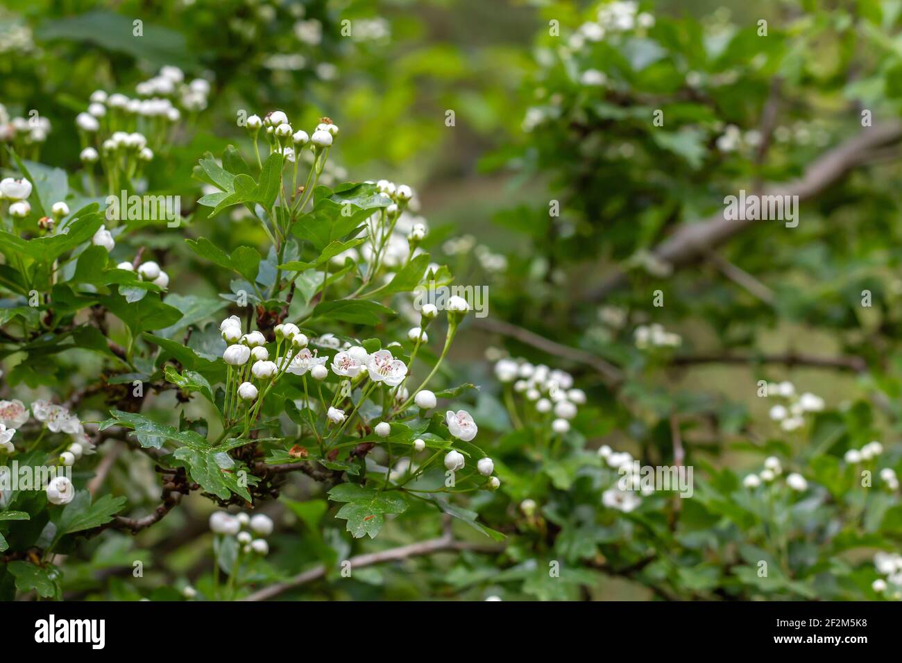 White hawthorn garden hi-res stock photography and images - Alamy