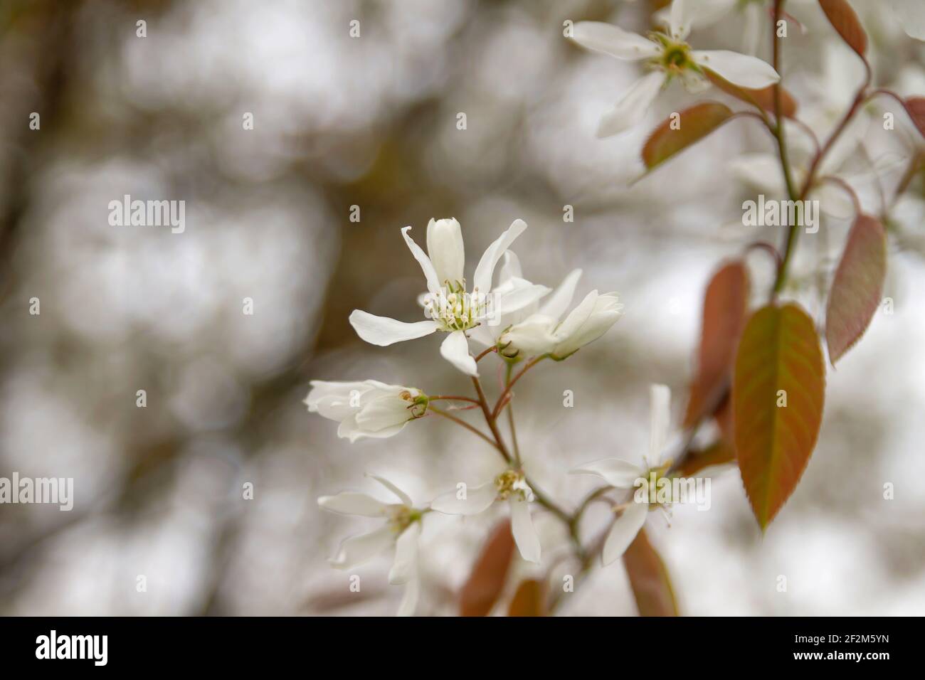 Shadblow serviceberry hi-res stock photography and images - Alamy