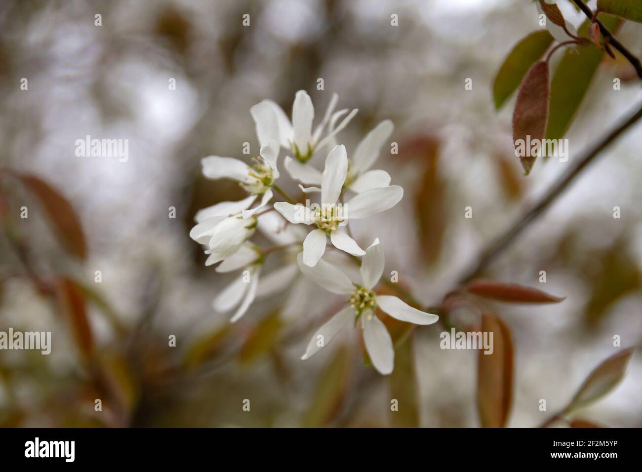 Shadblow serviceberry hi-res stock photography and images - Alamy