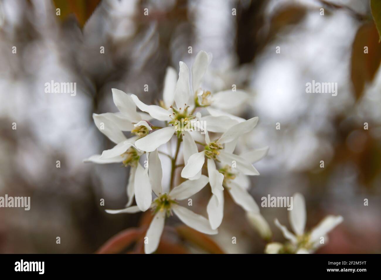 Shadblow serviceberry hi-res stock photography and images - Alamy