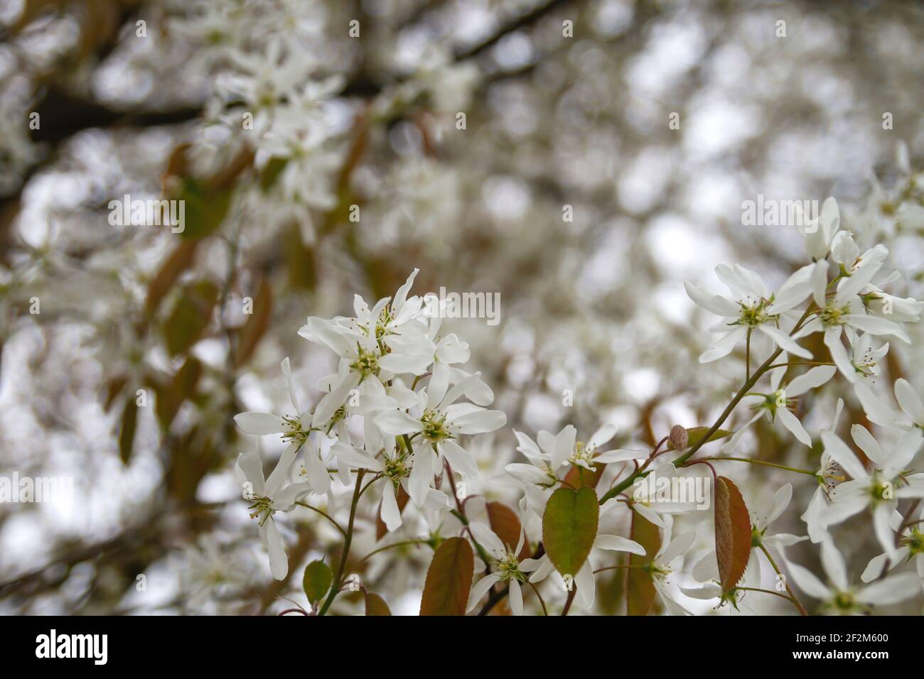 Dwarf plum tree garden hi-res stock photography and images - Alamy