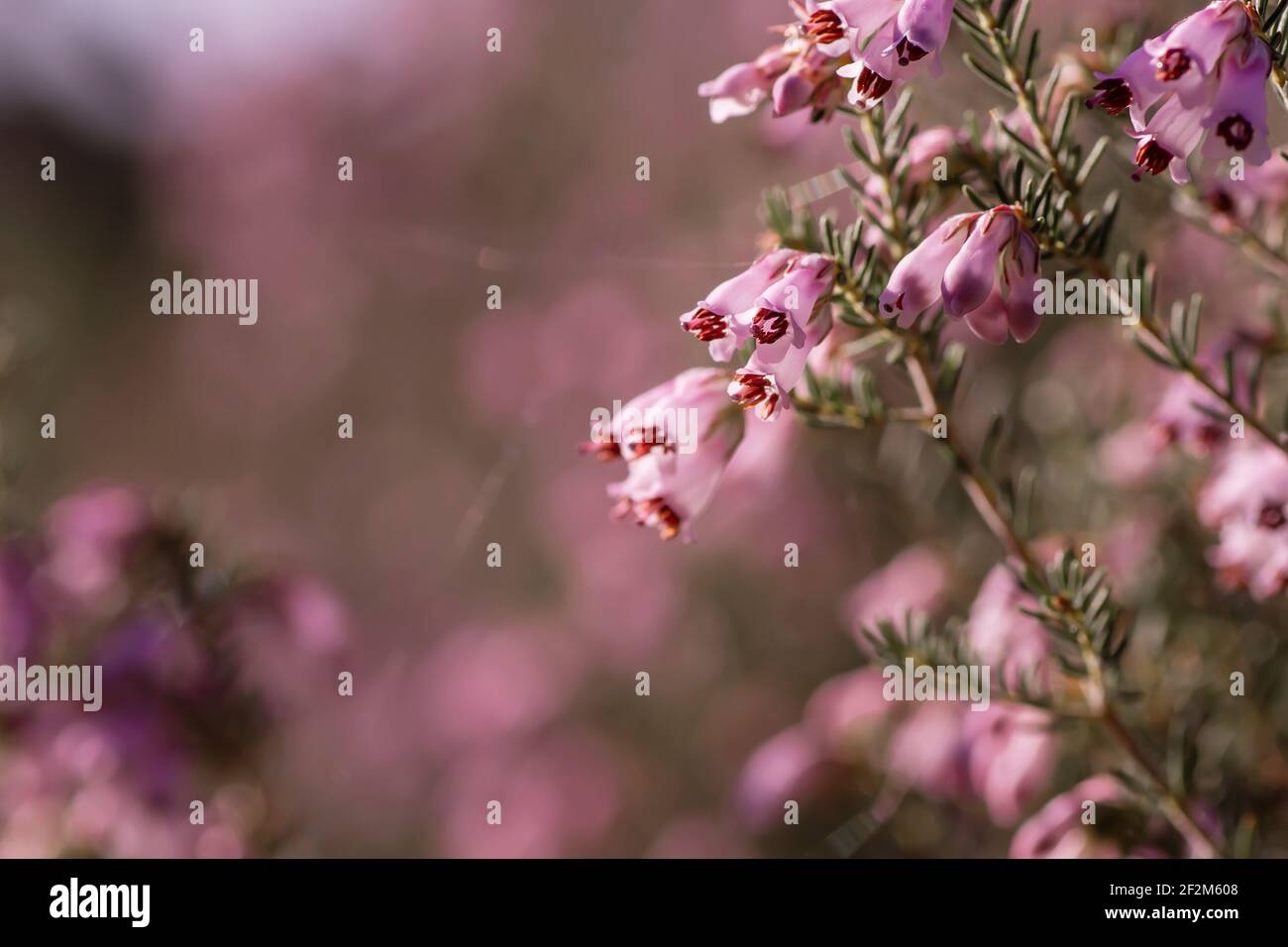 Irish ecosystem hi-res stock photography and images - Alamy