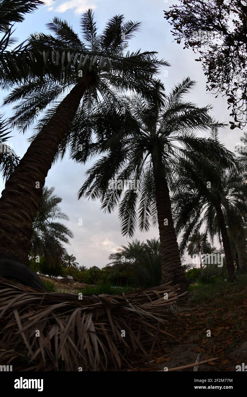 Date palm , tree of the palm family cultivated for its sweet edible ...