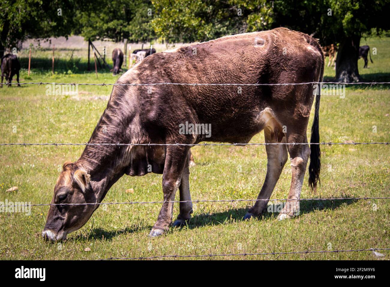 Brindled cow hi-res stock photography and images - Alamy