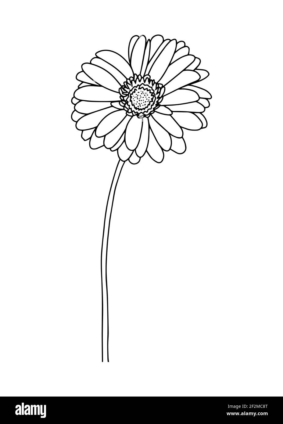 Simple Gerbera Daisy Drawing