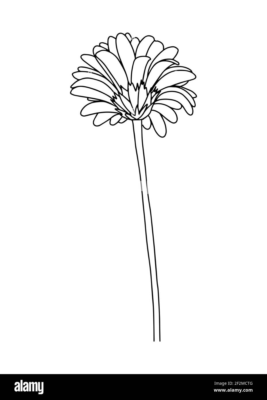 Vector illustration of a gerbera. Doodle style. Suitable for design ...