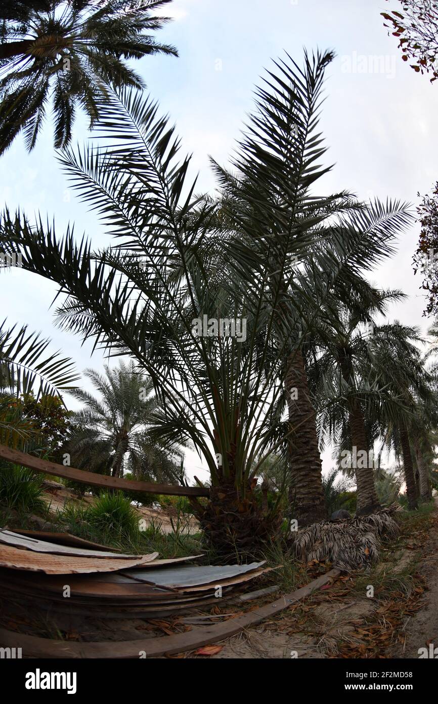 Date palm , tree of the palm family cultivated for its sweet edible ...