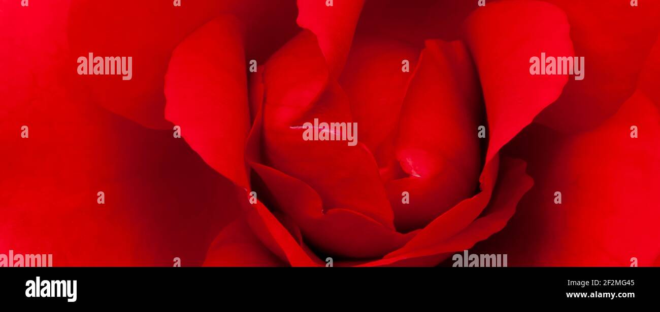 Roses background as a banner Stock Photo - Alamy