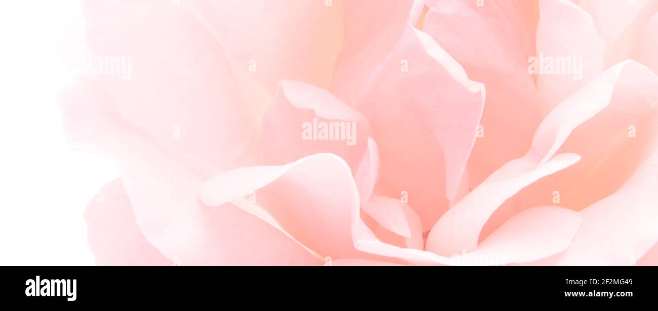 Roses background as a banner Stock Photo - Alamy