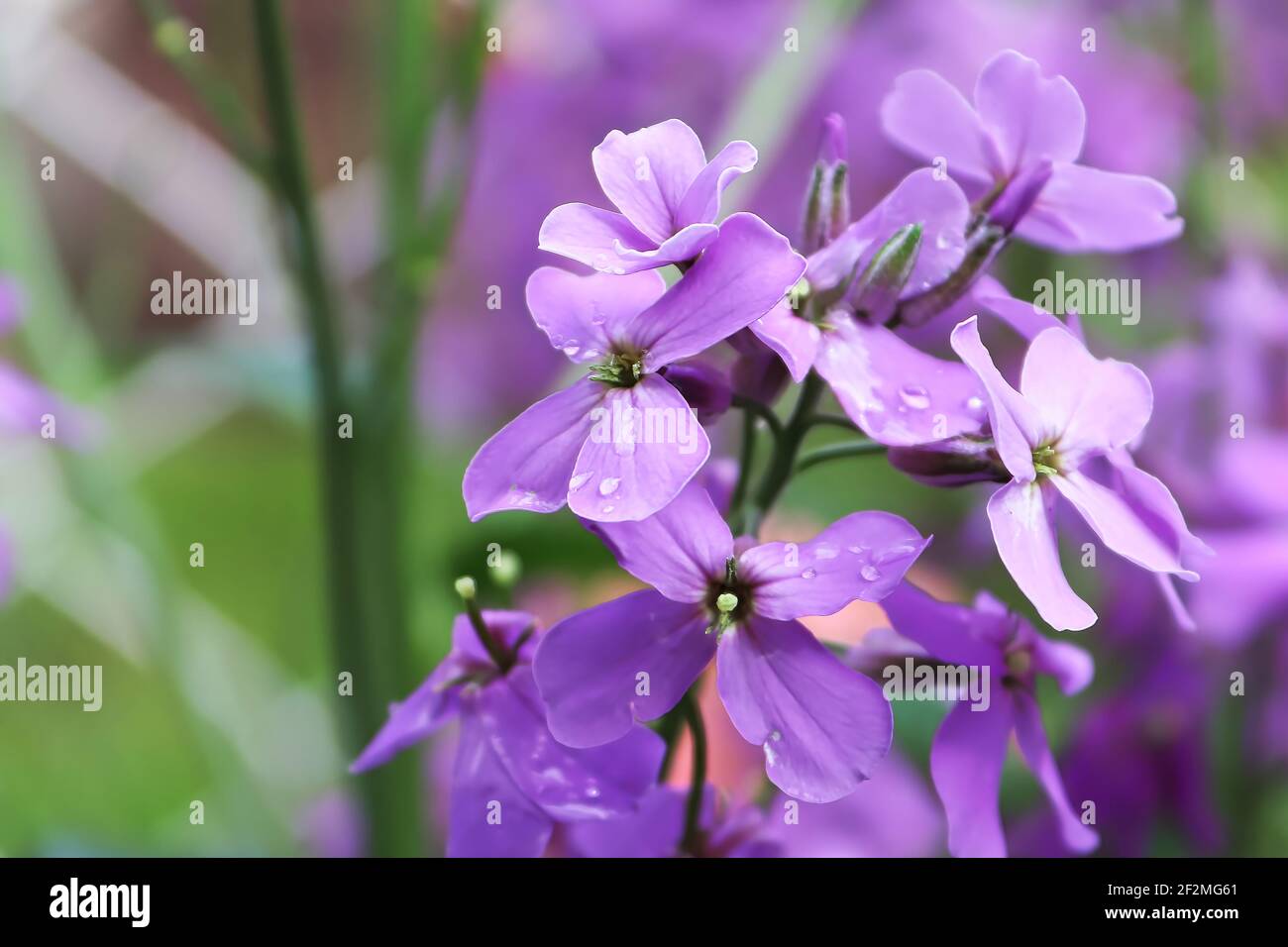 Macro shallow view of wallflower blossom in the garden Stock Photo - Alamy