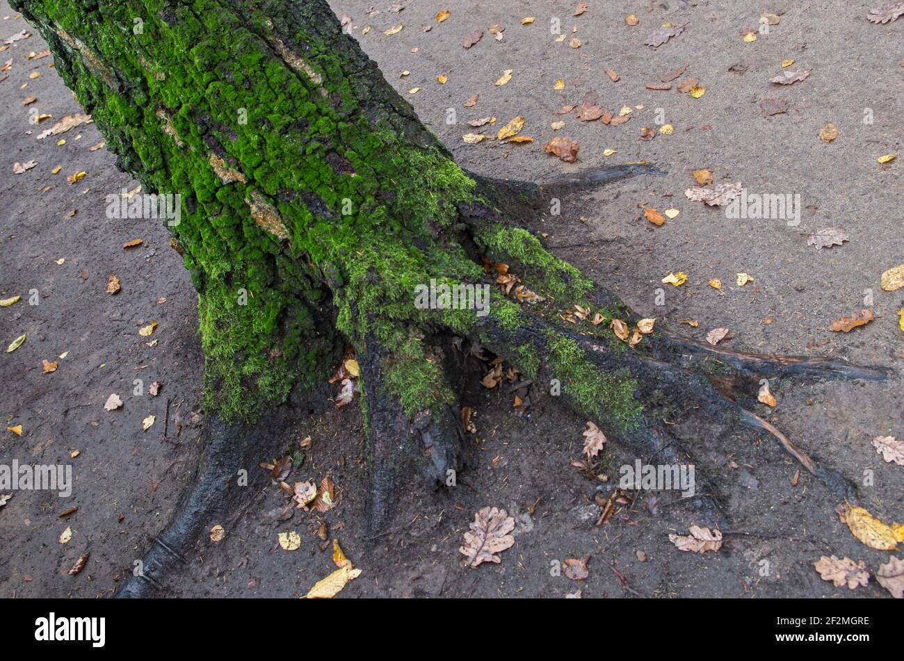 Lower part of the sloping trunk of tree with dark gray bark, overgrown ...