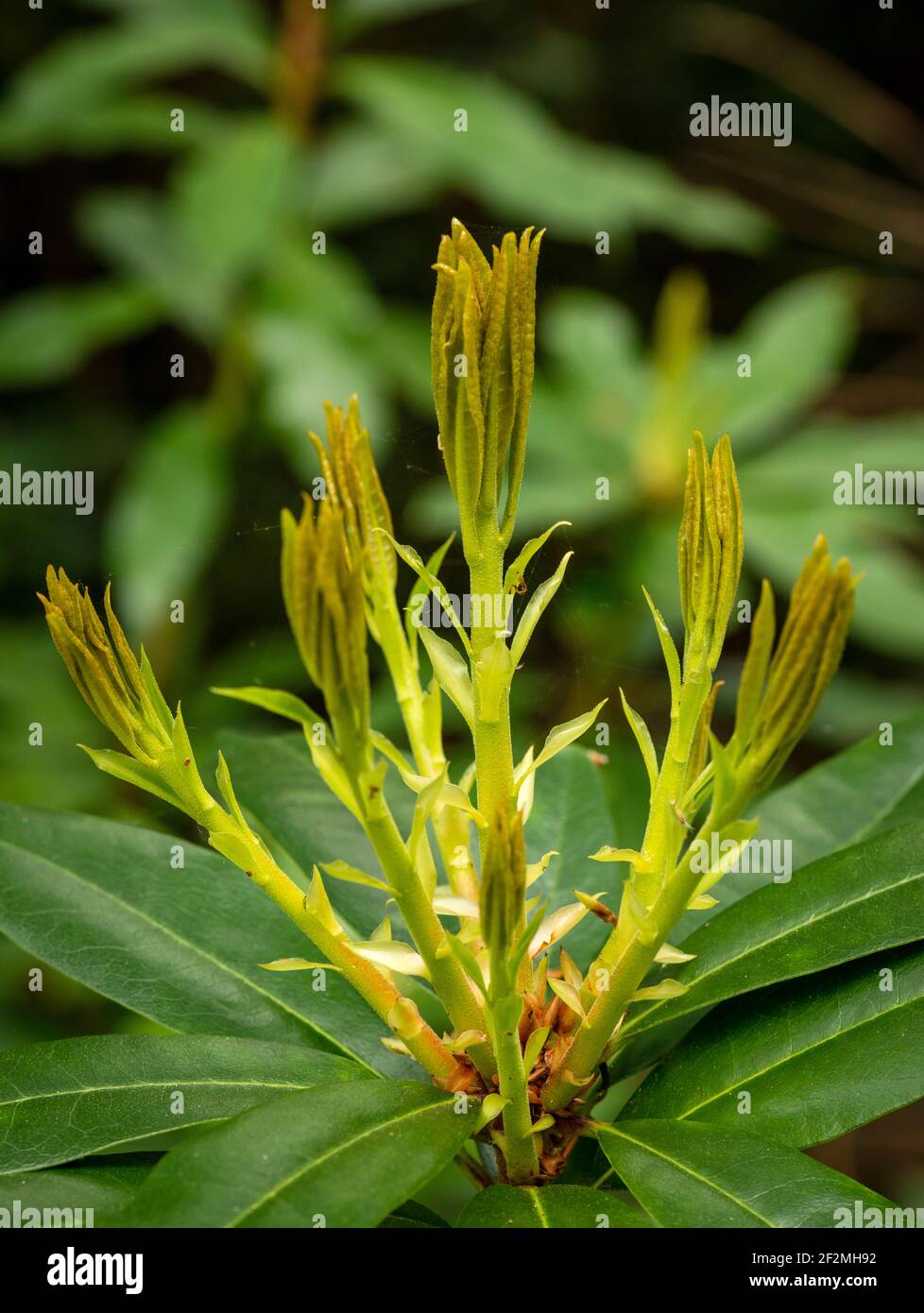 Rhododendron Premium Photo | Pink Flowers Of The Rhododendron New