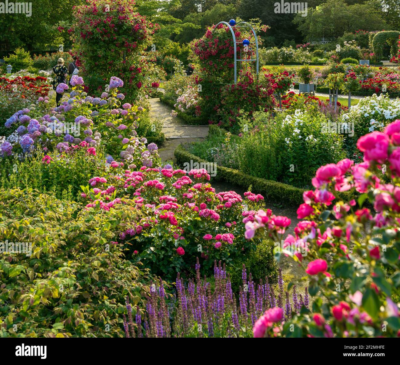 Germany, Hamburg, Planten un Blomen, rose garden Stock Photo - Alamy