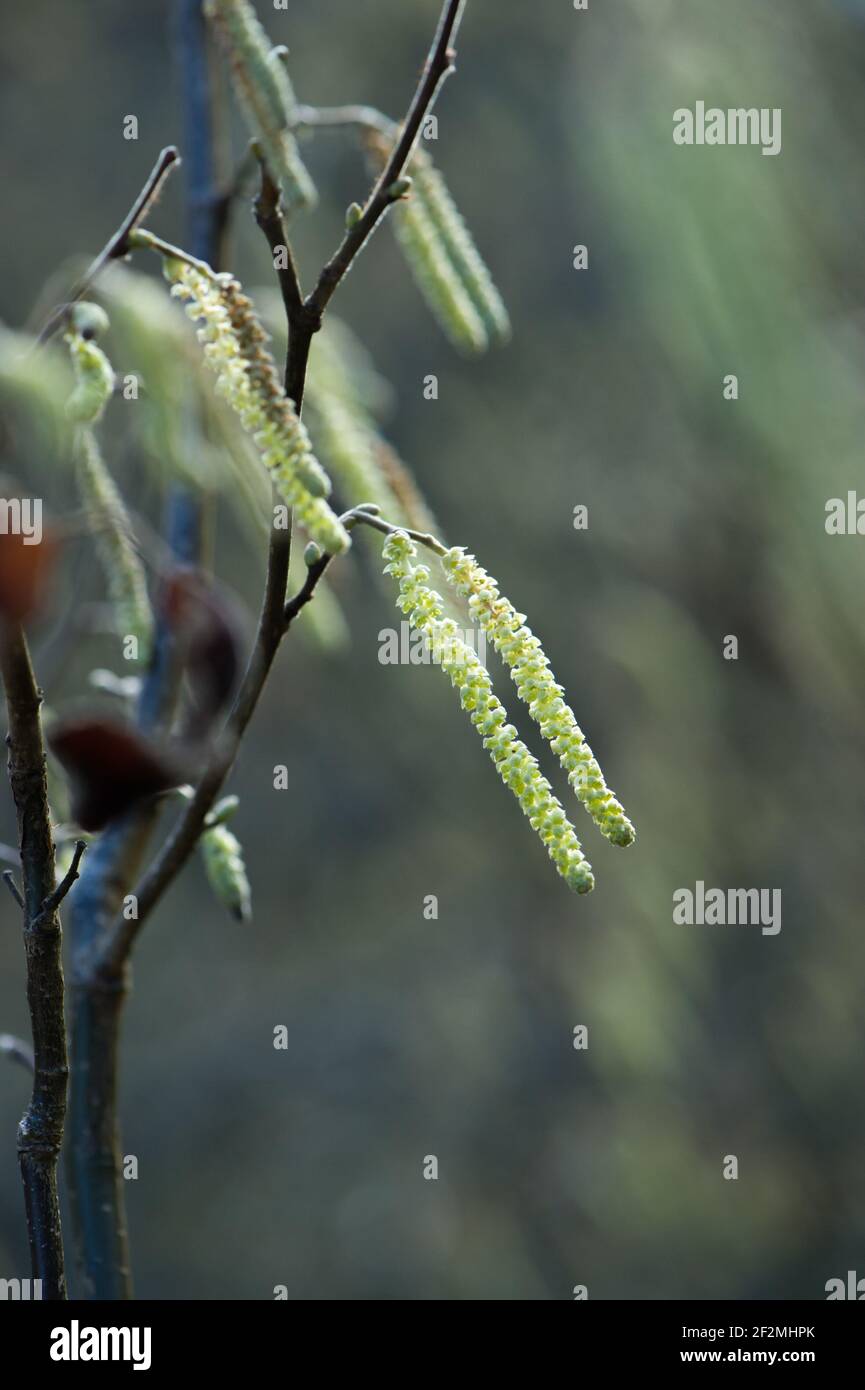 Hazel tree hi-res stock photography and images - Alamy