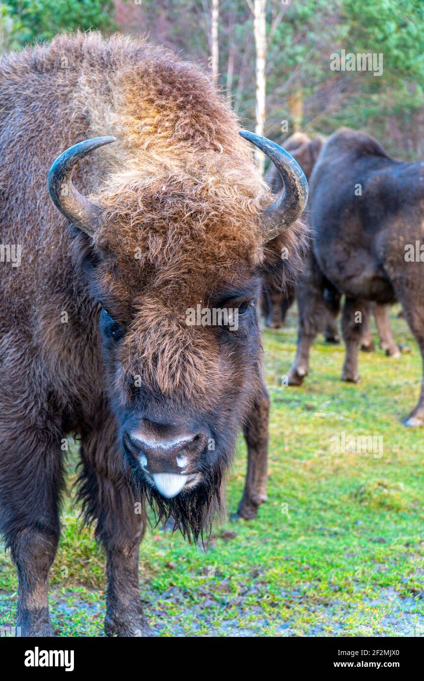 European Bison Hunting