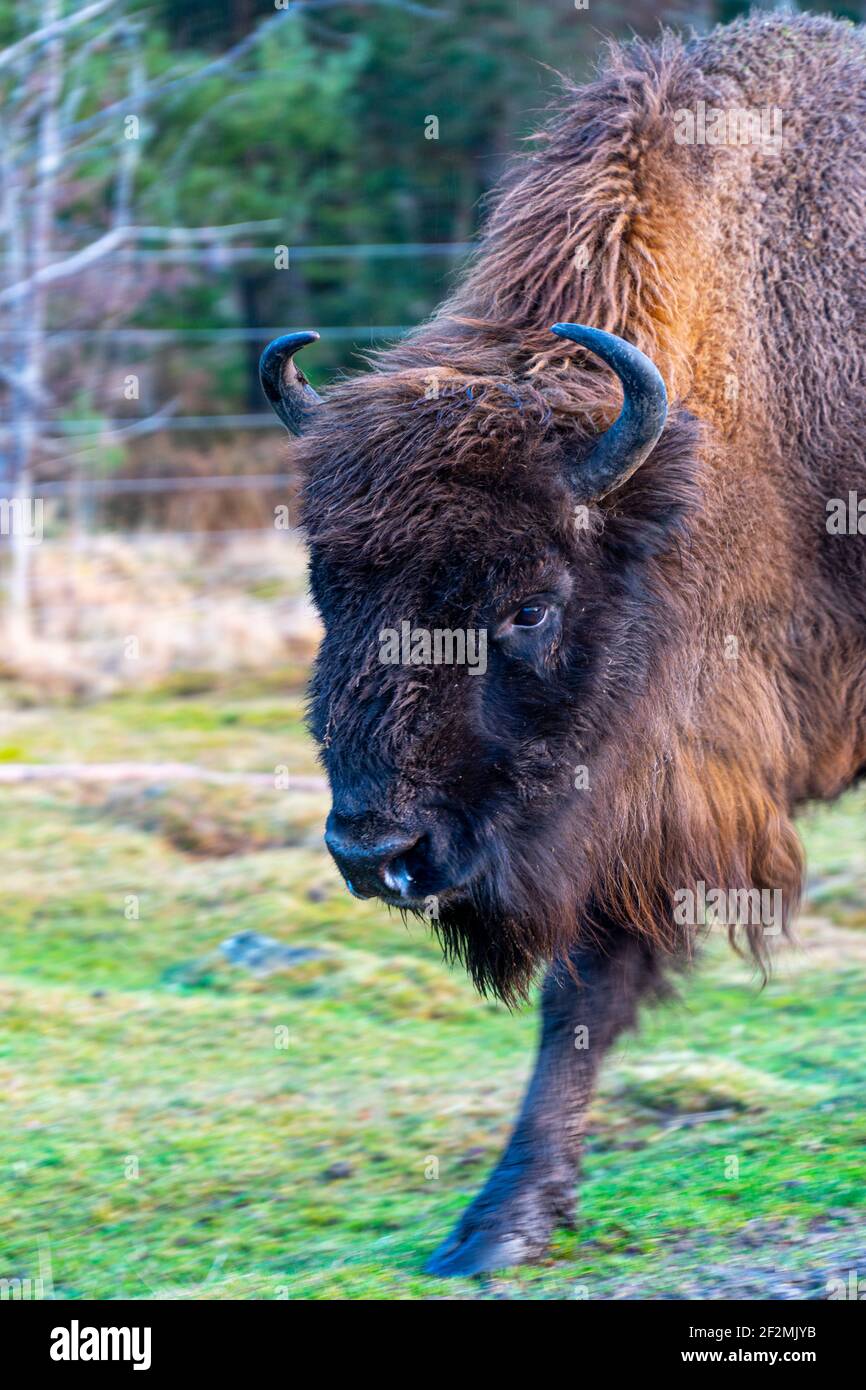 Europa bison hi-res stock photography and images - Alamy