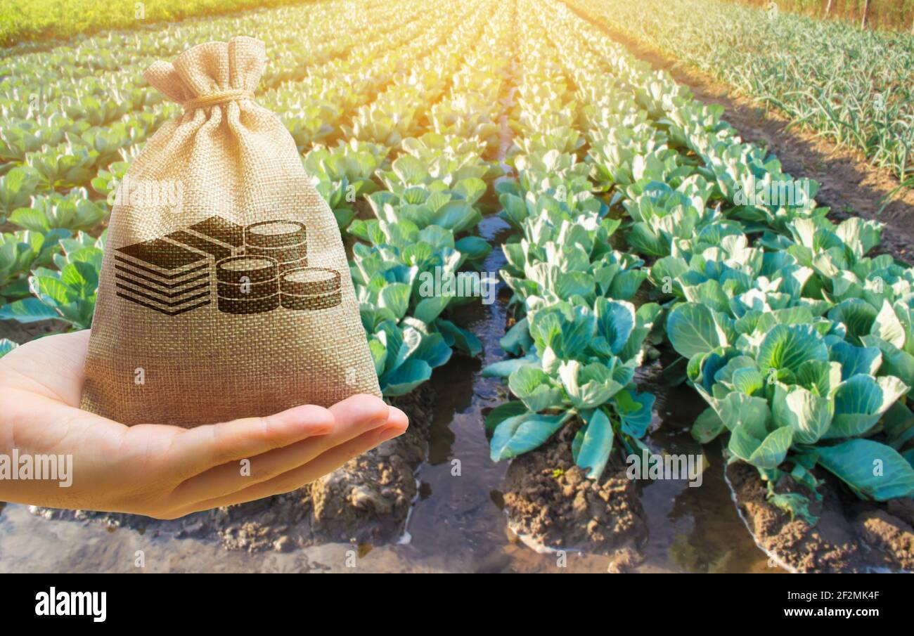Cash cabbage hi-res stock photography and images - Alamy