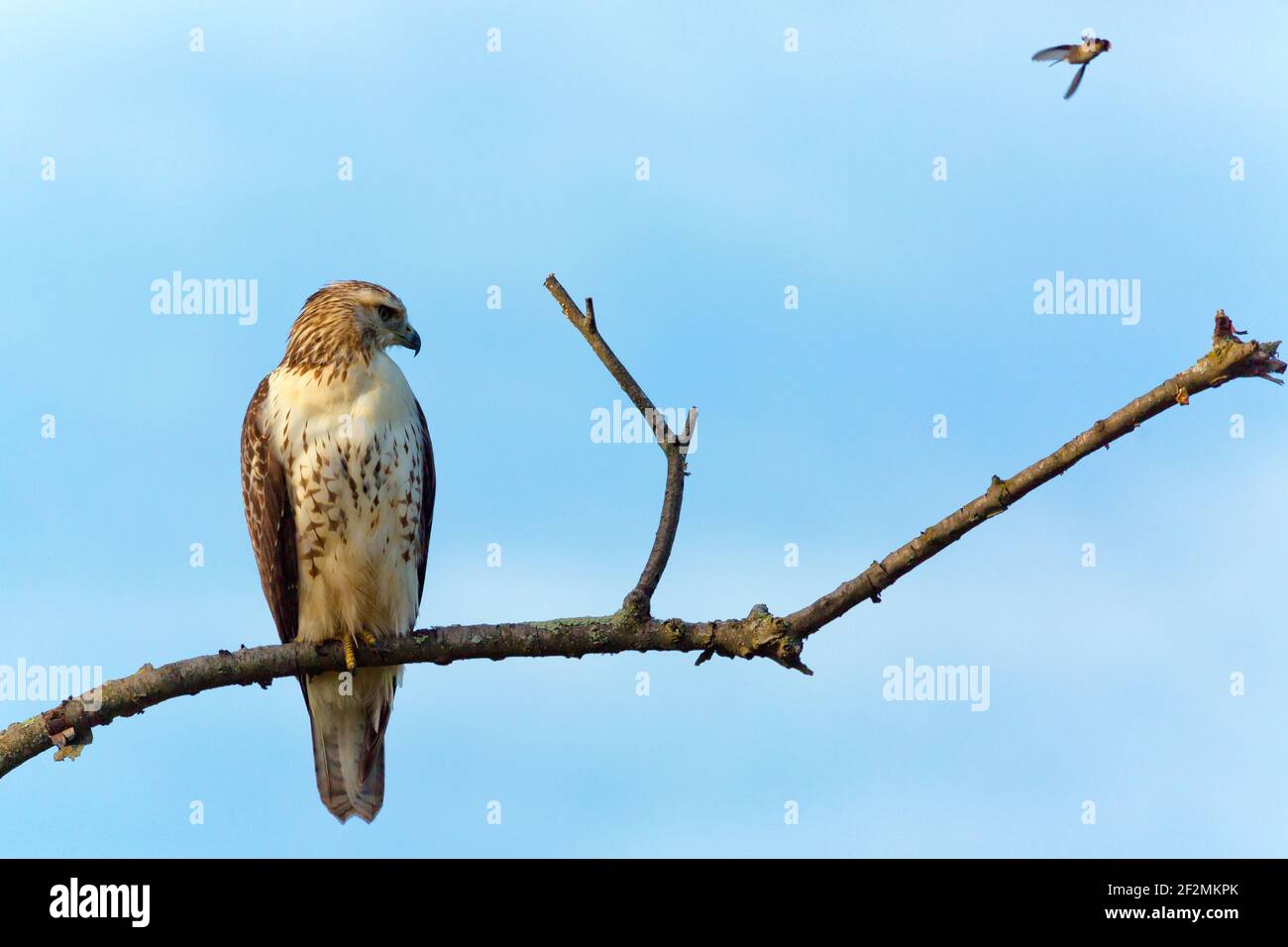 A Hummingbird takes a dive at a hawk Stock Photo - Alamy