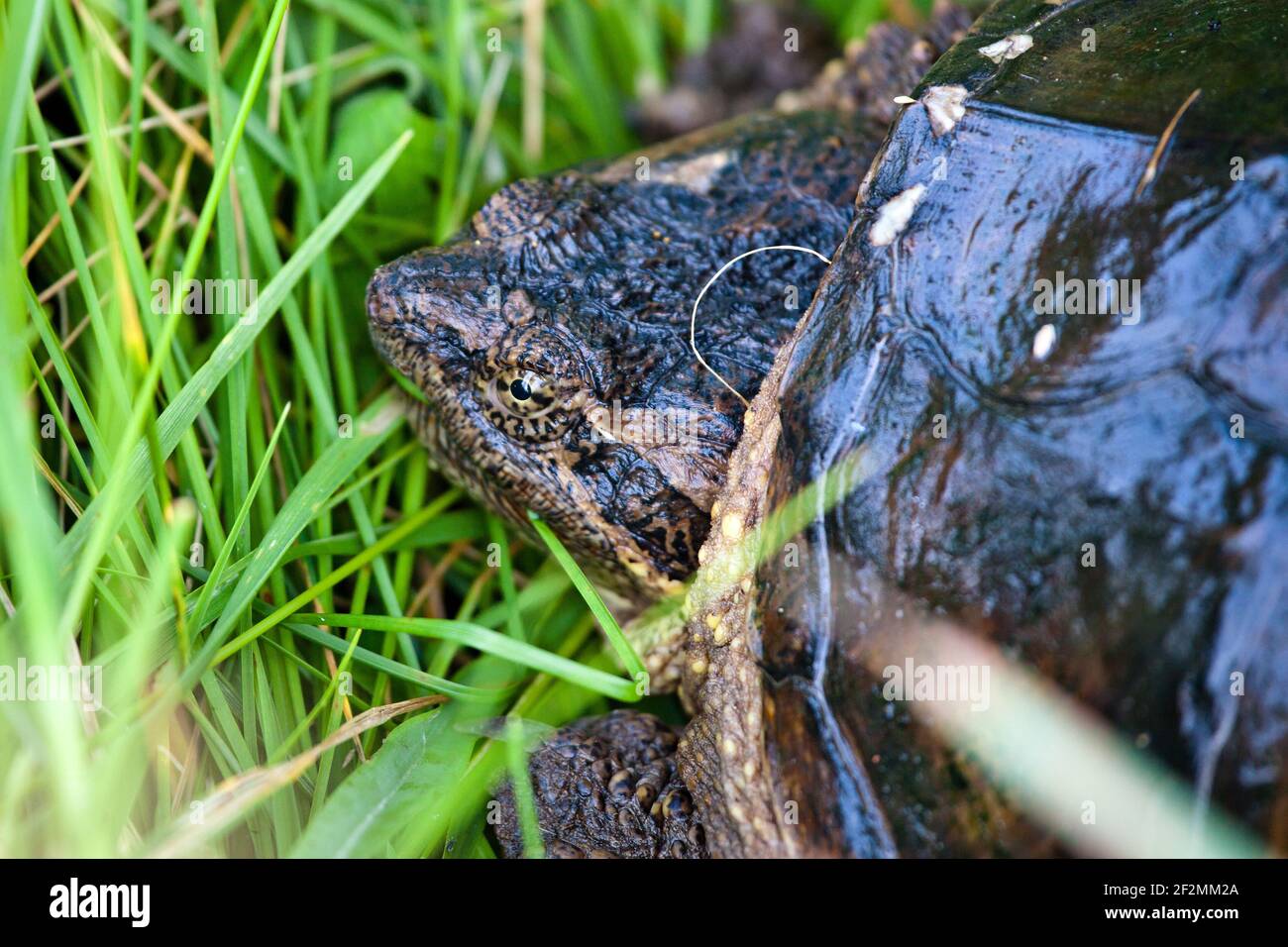 Common Snapping Turtle, (Chelydra serpentina Stock Photo - Alamy