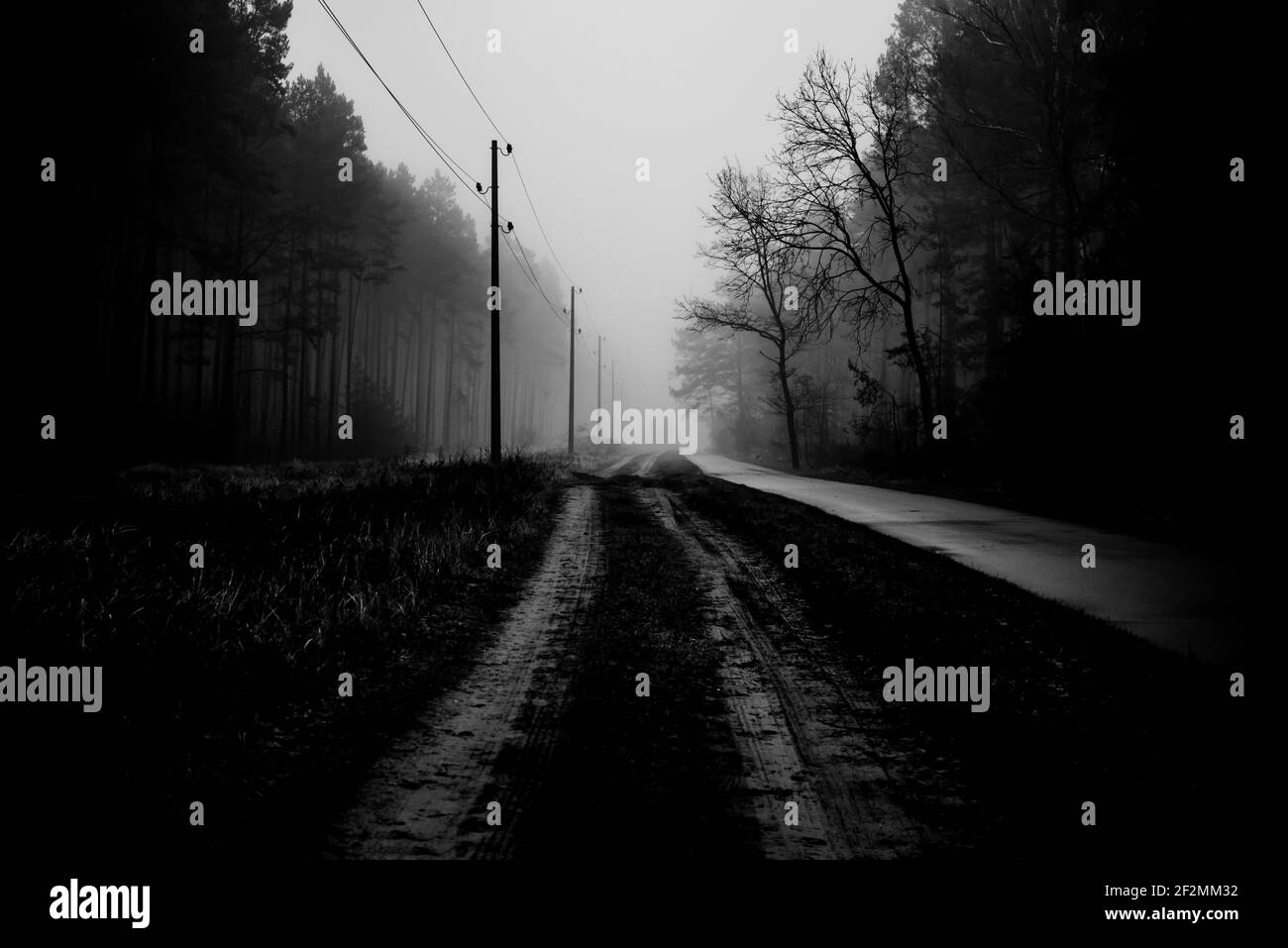 Forest way Black and White Stock Photos & Images - Alamy