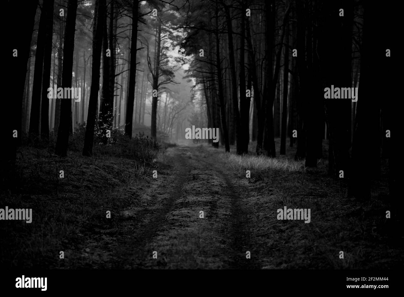 Forest way Black and White Stock Photos & Images - Alamy