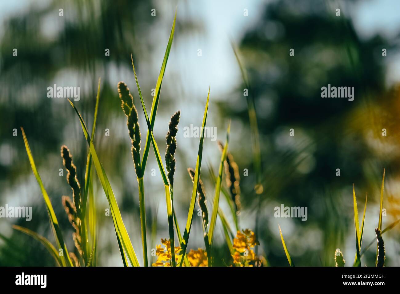Defocused Spring field rapeseed flower background, copy space Stock ...