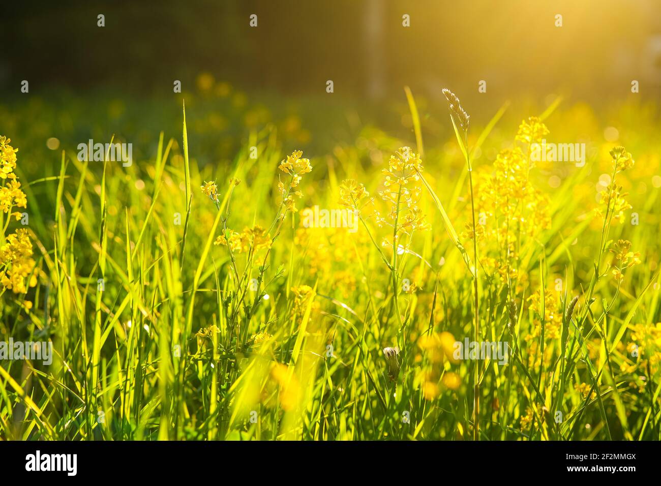 Defocused Spring field rapeseed flower background, copy space Stock ...
