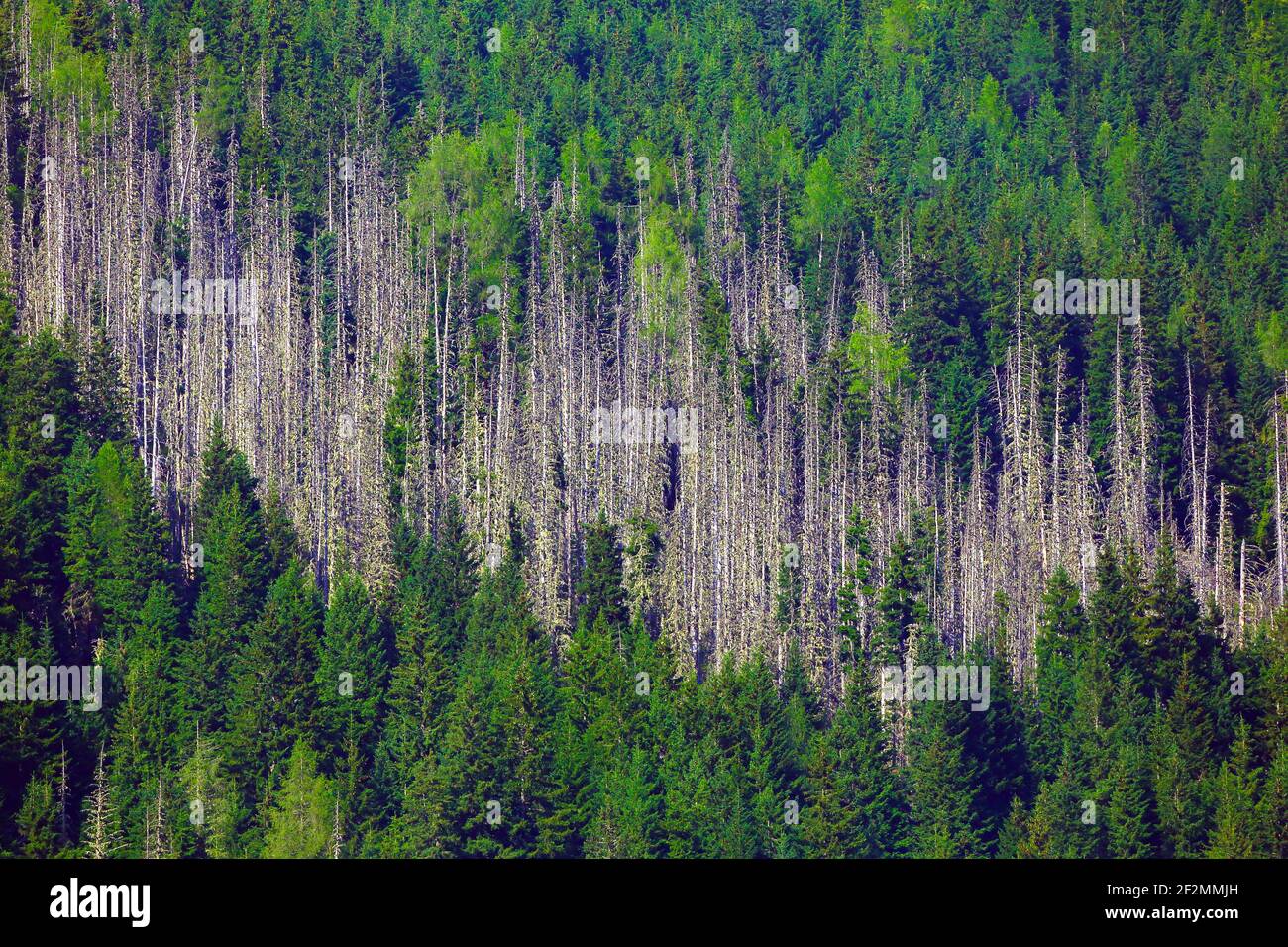 Bark beetle infestation in the coniferous forest in landscape format Stock Photo - Alamy