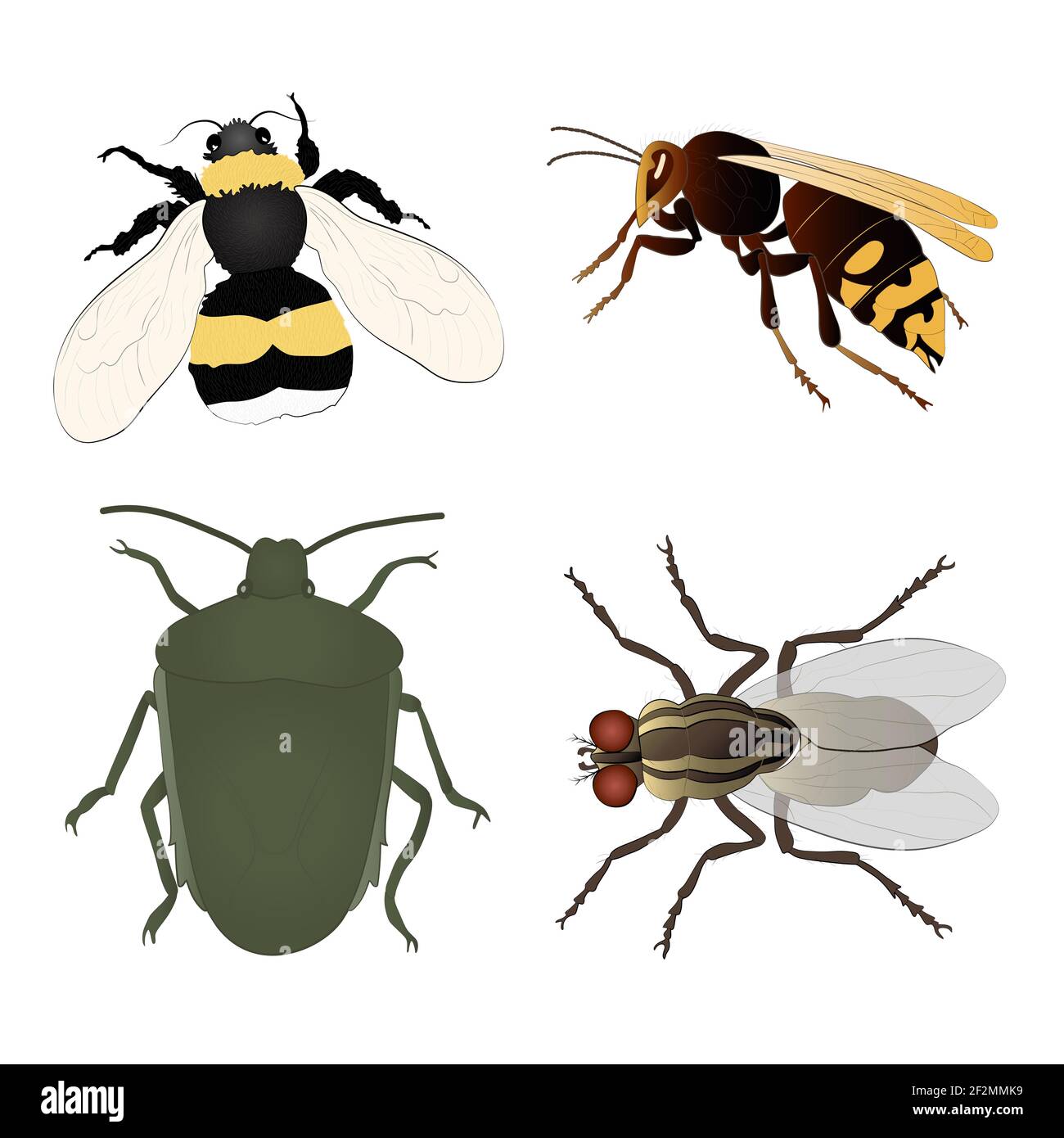 Set of insects hi-res stock photography and images - Alamy
