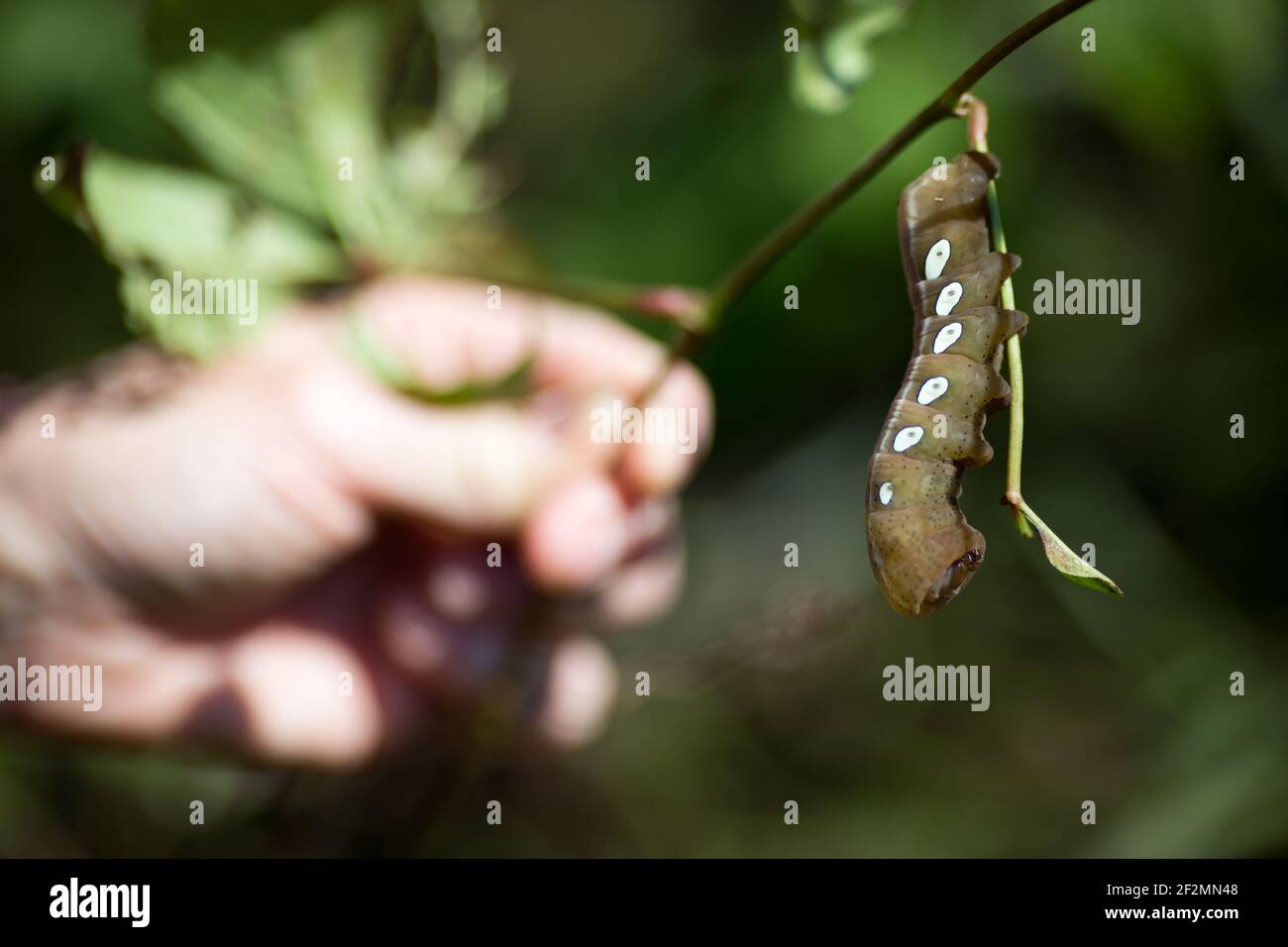 Pandora Sphinx Moth, (Eumorpha pandorus Stock Photo - Alamy