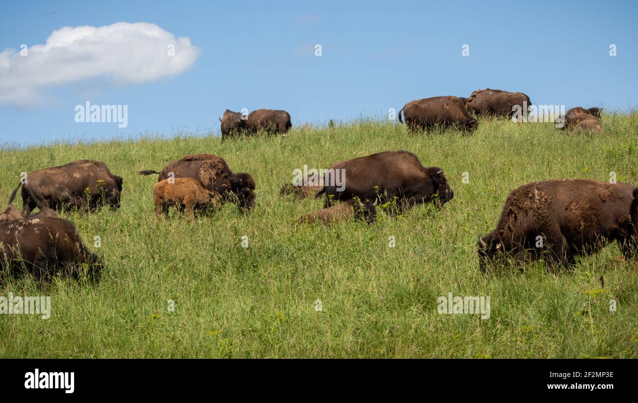 American grasslands hi-res stock photography and images - Alamy