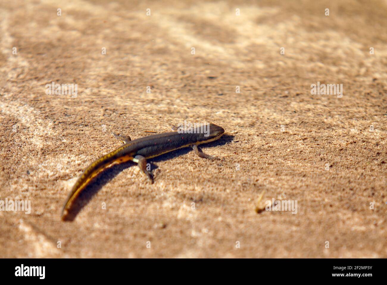 Eastern Red-spotted Newt, (Notophthalmus viridescens Stock Photo - Alamy