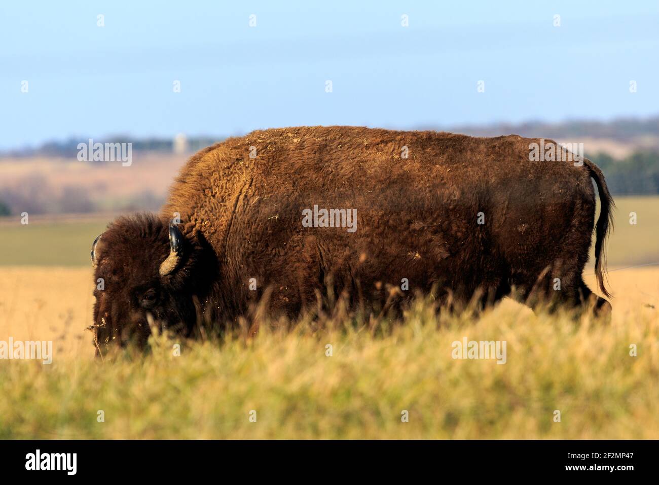 American bison, (Bison bison Stock Photo - Alamy