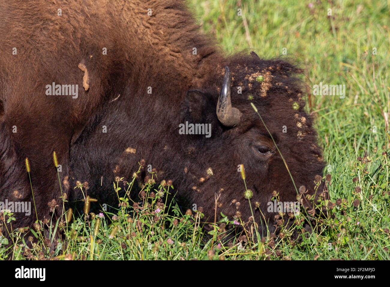 American bison, (Bison bison Stock Photo - Alamy