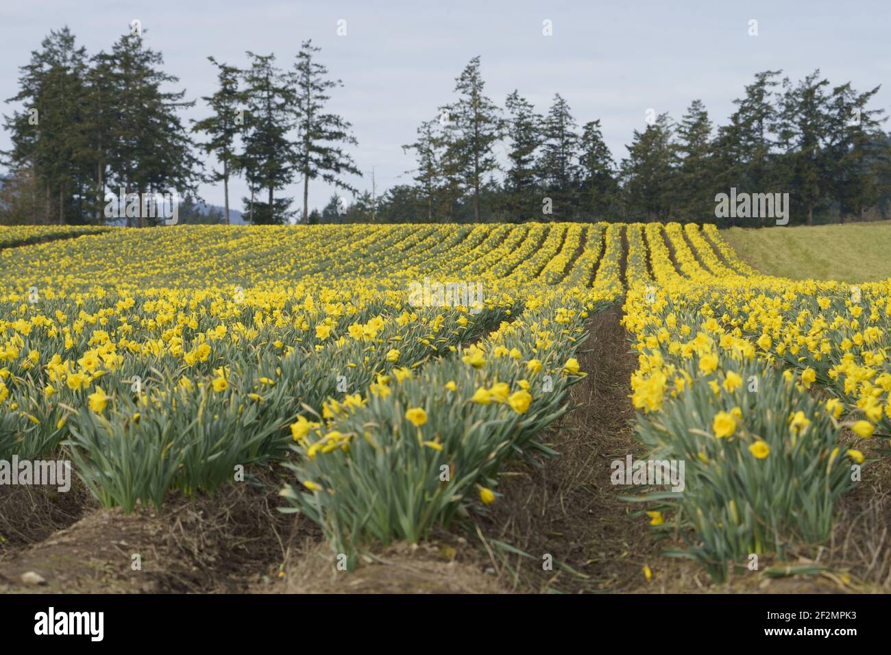 Daffodil field in bloom Stock Photo - Alamy