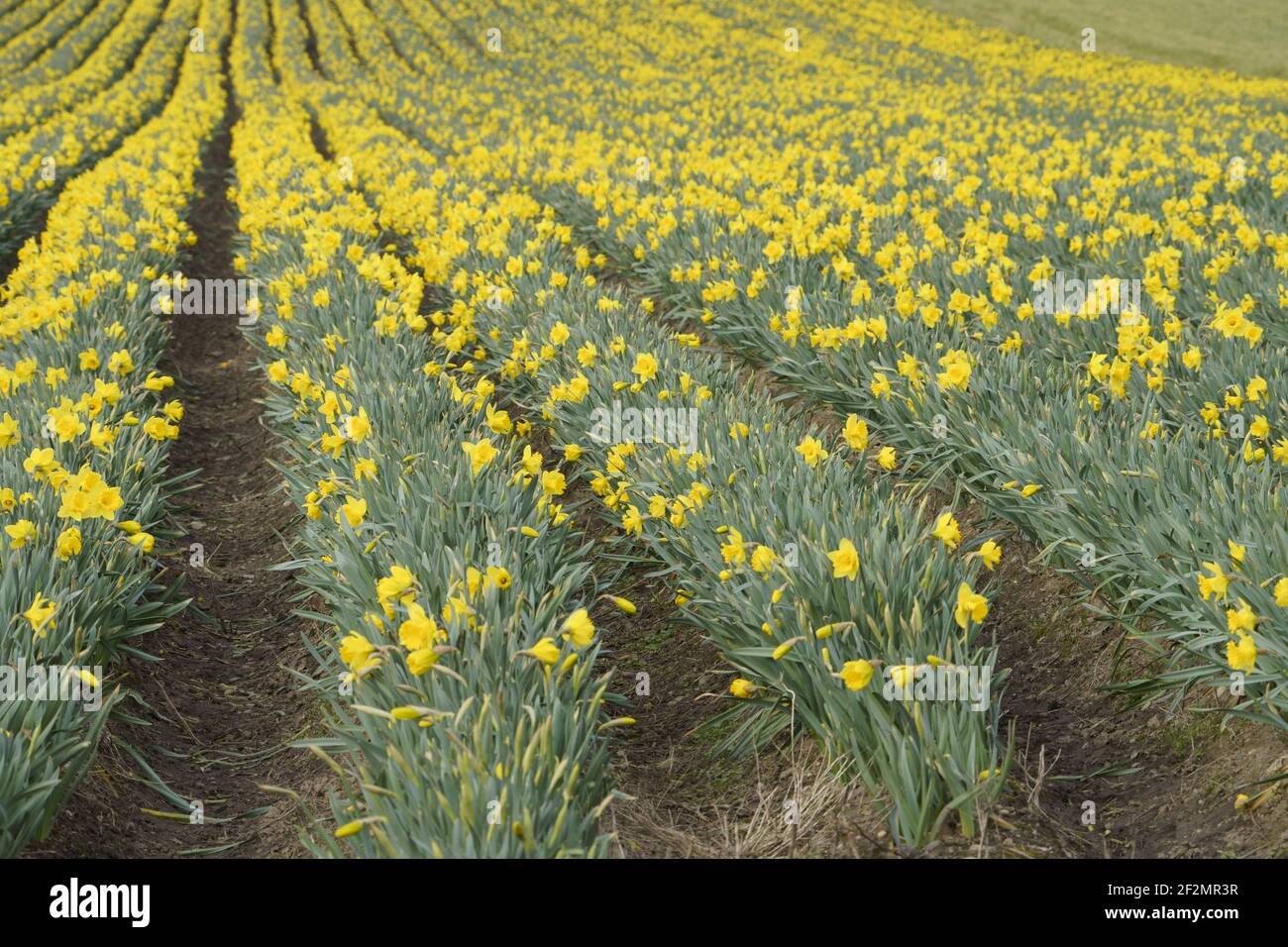 Daffodil bulb roots soil hi-res stock photography and images - Alamy