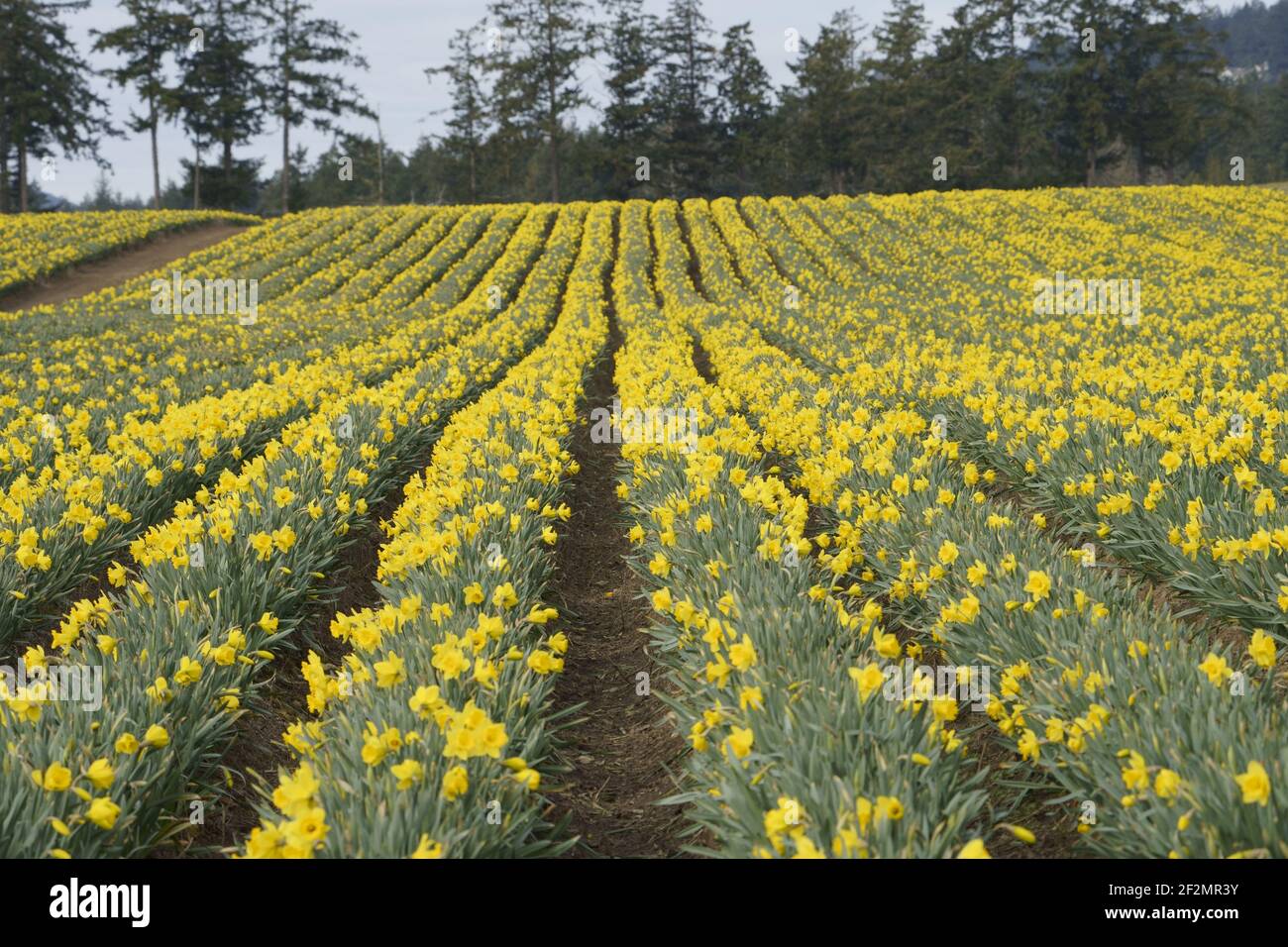 Daffodil field in bloom Stock Photo - Alamy