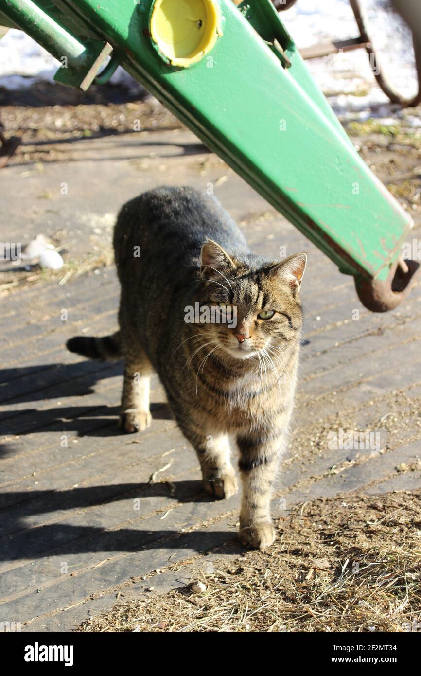 Farm animals, cat in the sunshine on an exploration tour, rural, Europe ...