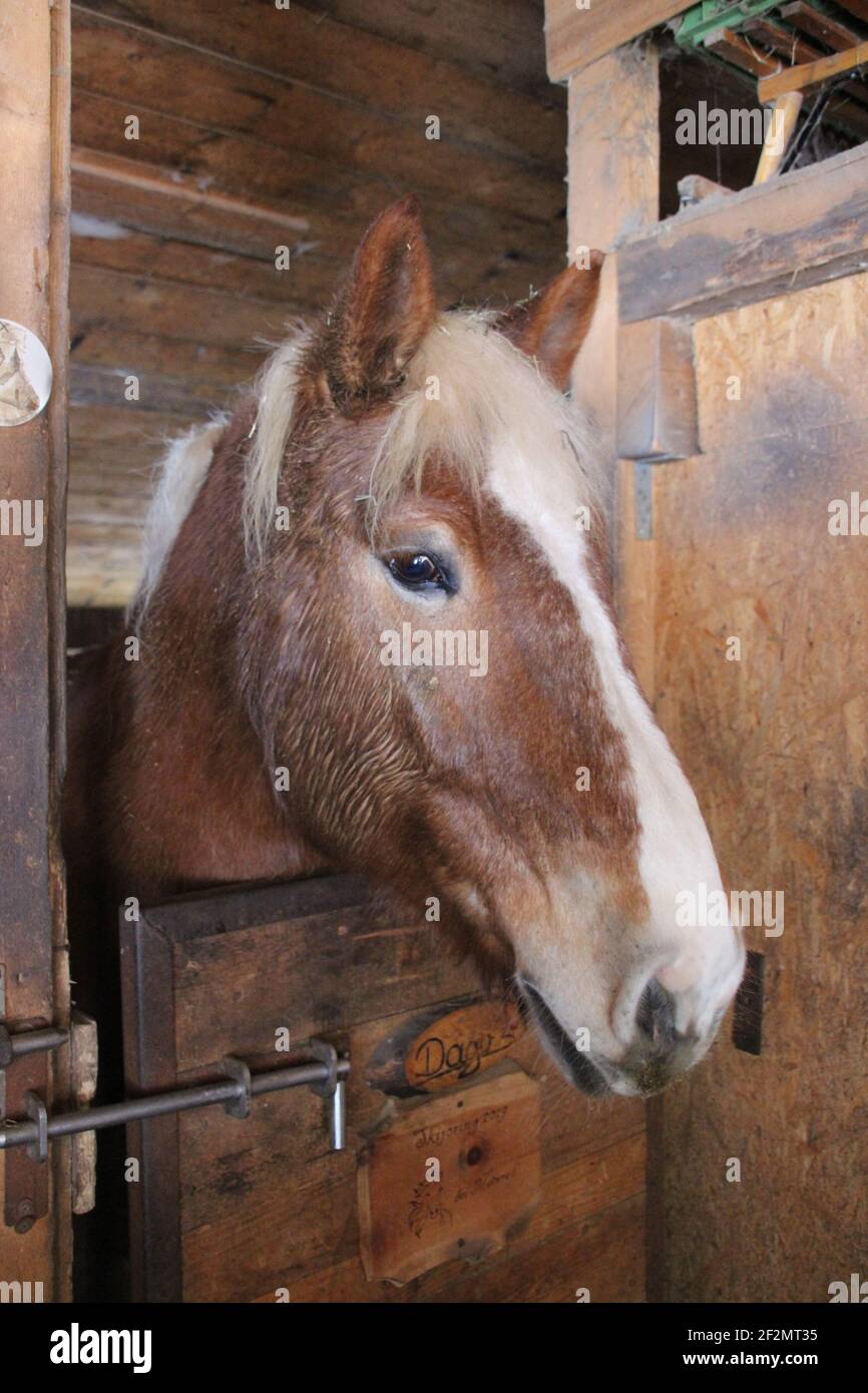 Farm animals, horse in the stable, horse box, Europe, Germany, Bavaria ...