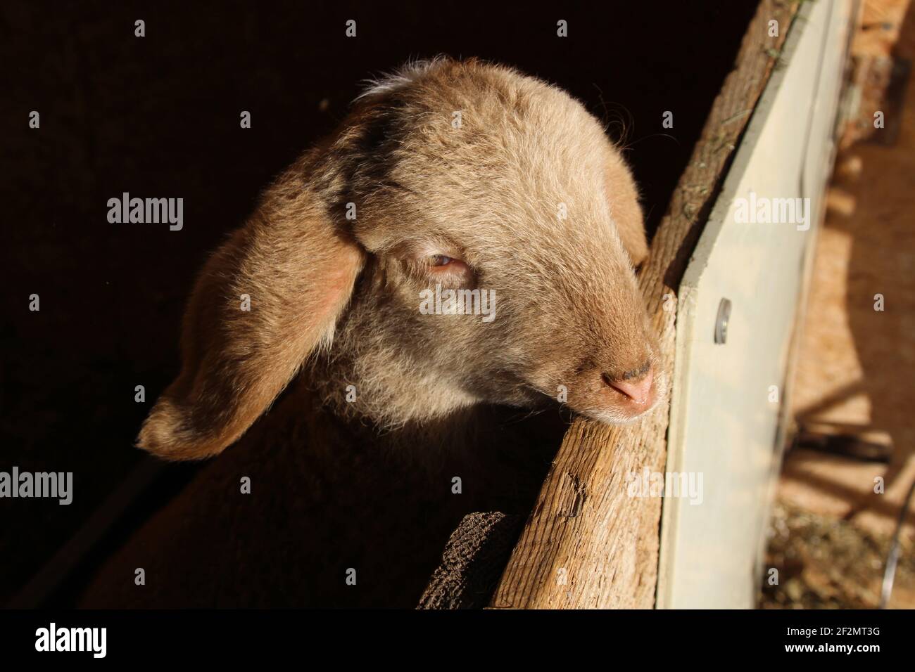 Farm animal, stable, mountain sheep, lamb, Europe, Germany, Bavaria ...