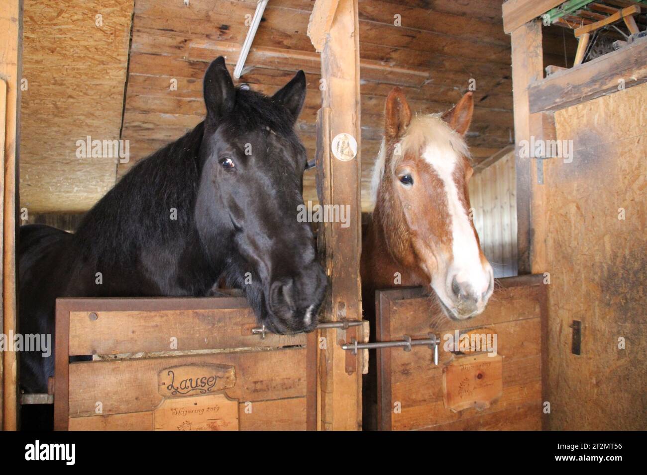 Animal portraits animal themes hi-res stock photography and images - Alamy